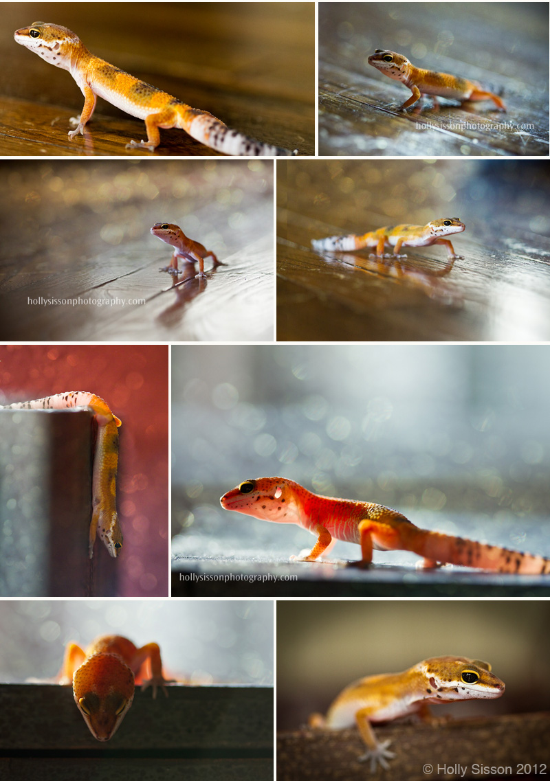 Leo the Gecko Lizard: Toronto Photography » Holly Sisson Photography