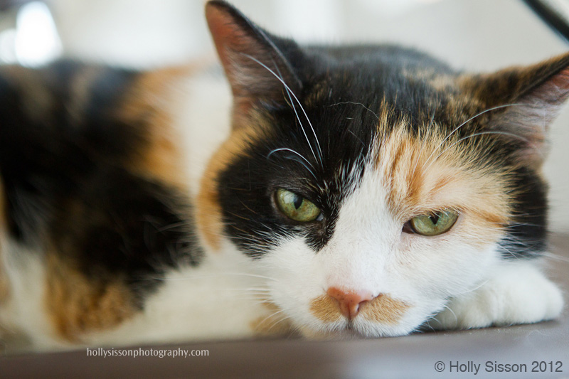 A Bunny & Cats: Toronto Pet Photography » Holly Sisson Photography