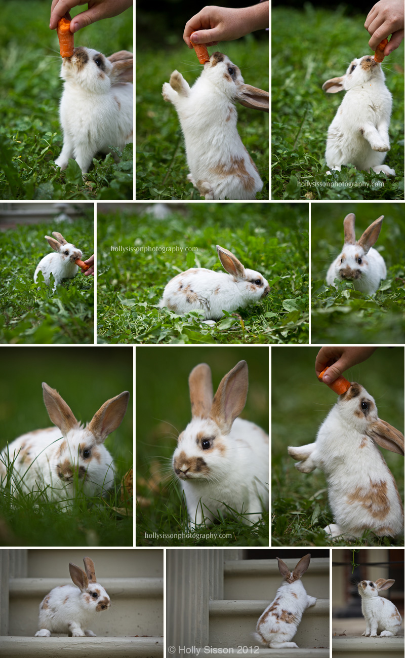 A Bunny & Cats: Toronto Pet Photography » Holly Sisson Photography