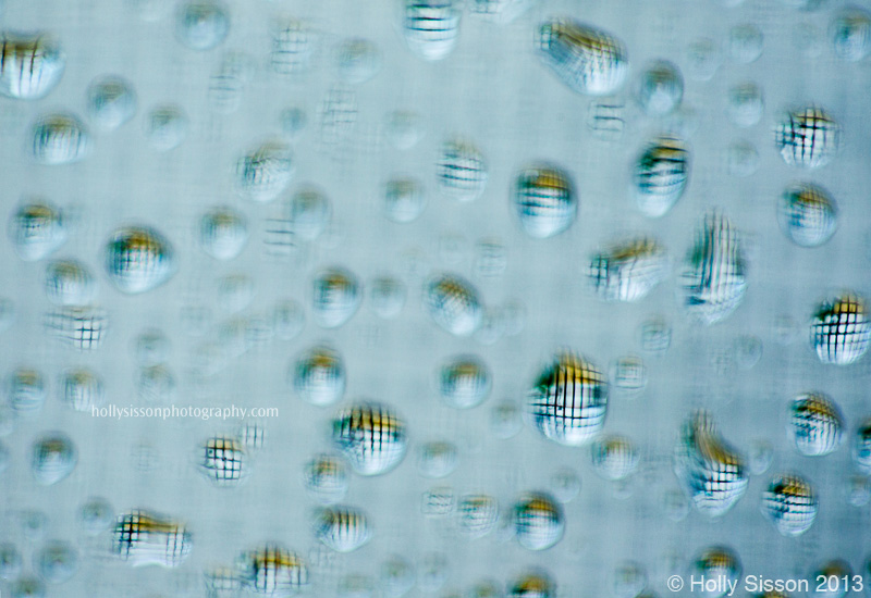 The Beauty of Rain Droplets: Toronto Photography » Holly Sisson Photography